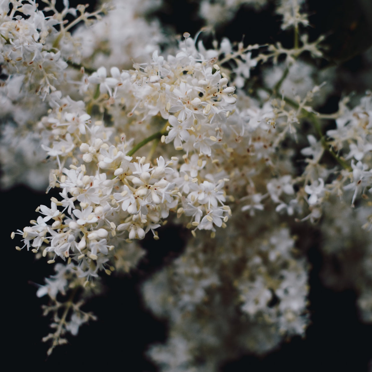 Face – Beauty Muse