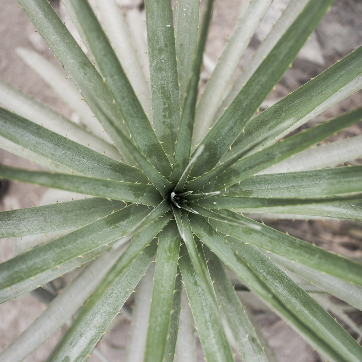 Meder Beauty Science – Beauty Muse