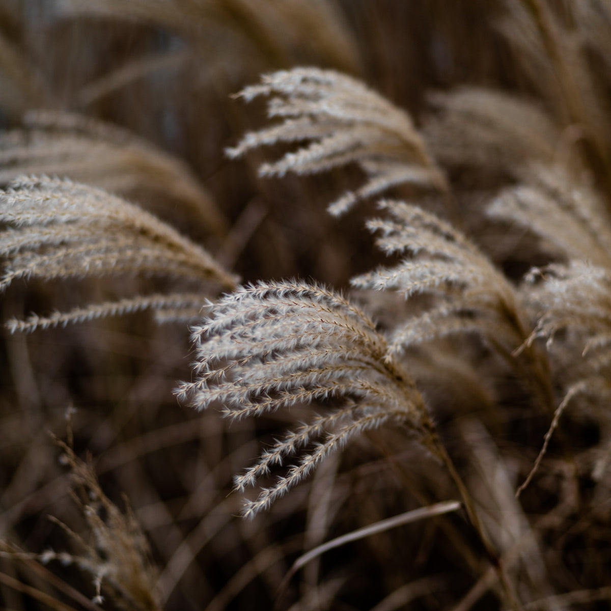 Tools and Brushes – Beauty Muse